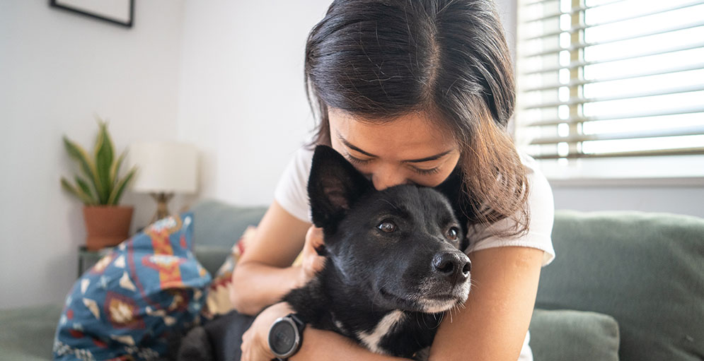 What Is The Cheapest Breed Of Dog To Insure