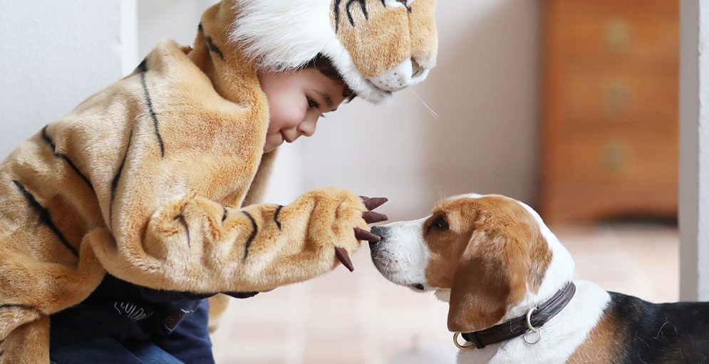 Beagle Harrier Wags Its Tail