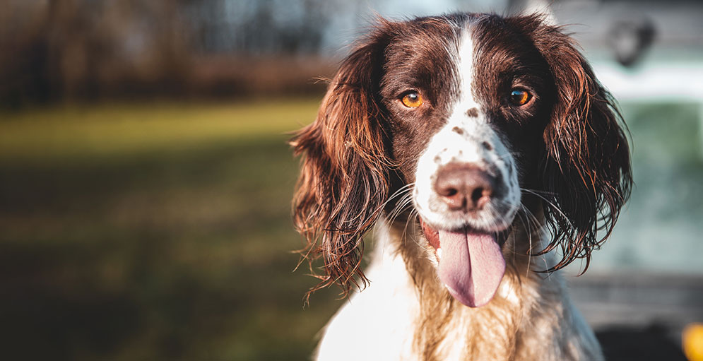 Do Springer Spaniels Bark A Lot