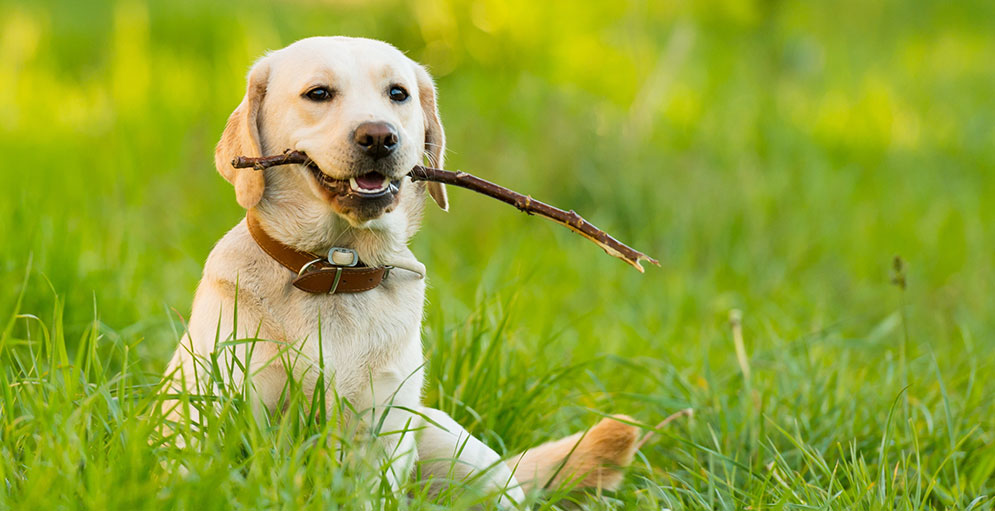 Are Labradors A Good Family Dog